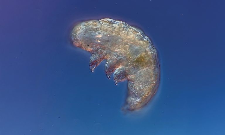 CHRONIQUE — Tardibabe au royaume des tardigrades - FICSUM | Fonds d ...